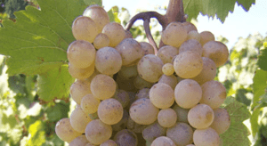 Grape Varieties – Wines Georgia