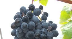 Grape Varieties – Wines Georgia