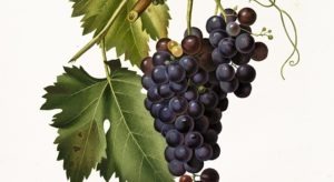 Grape Varieties - Wines of Georgia